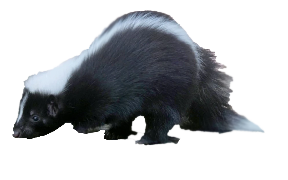 Commercial - Valley Town Pest Control